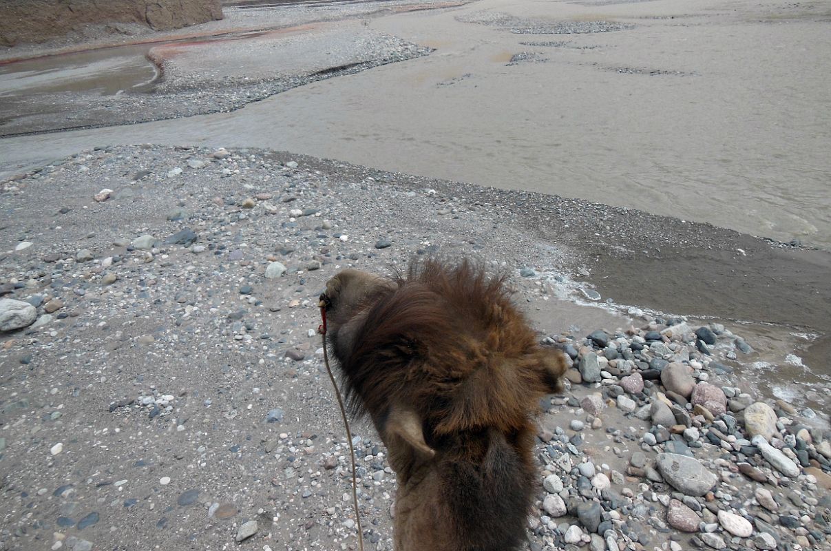 08 Riding A Camel To Cross The Shaksgam River On The Trek To Gasherbrum ...